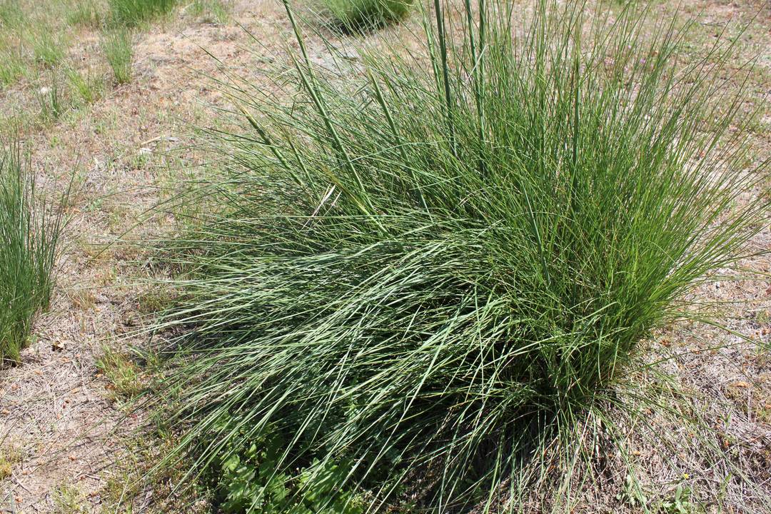 Junça | Saber Fazer Portugal