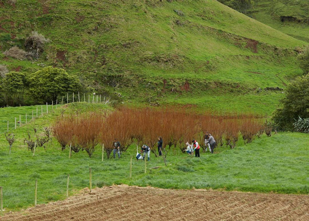Cestaria de Vime | Saber Fazer Portugal